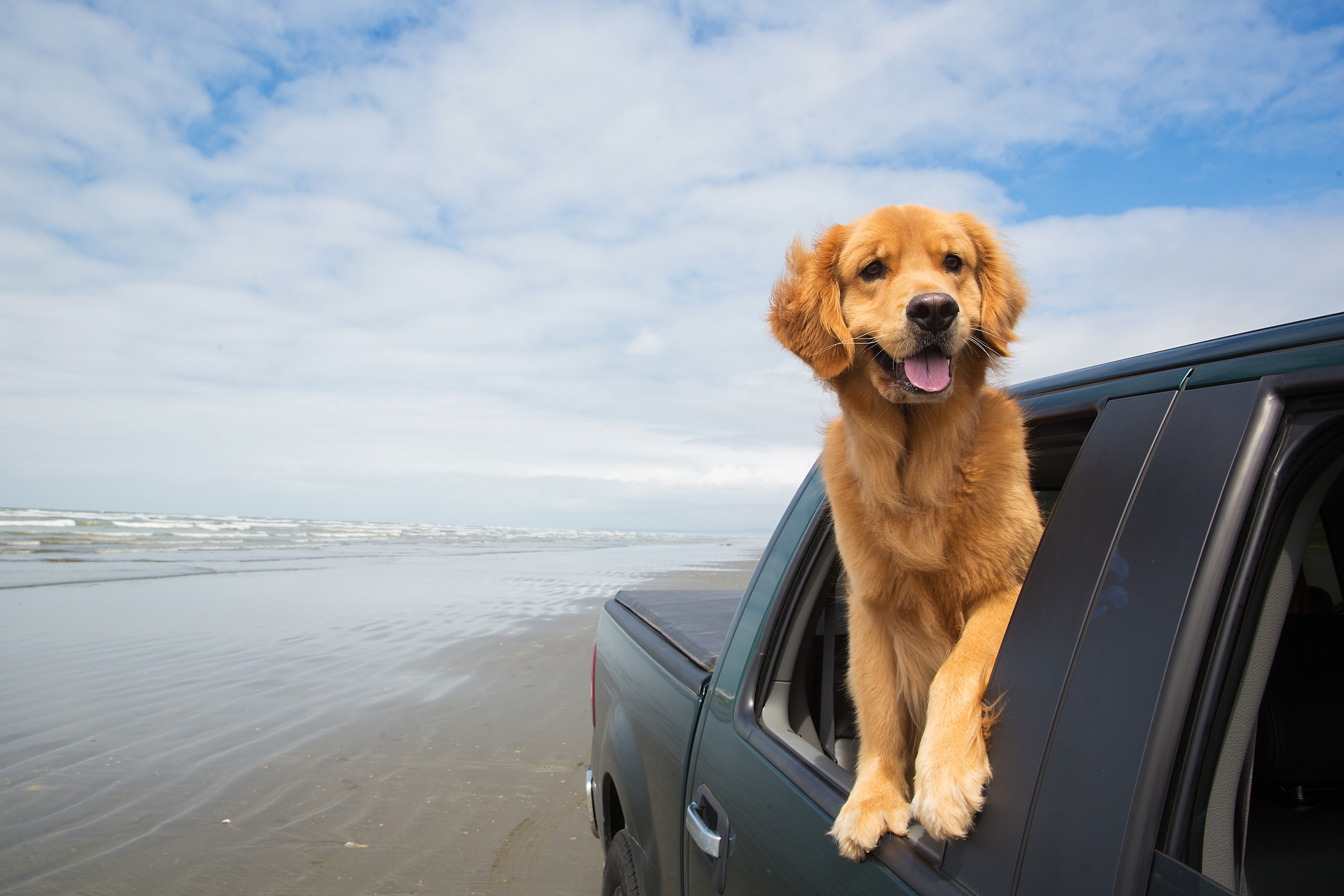 Driving With Dogs Sullivan Insurance